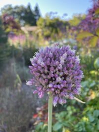 Grace Waves Newsletter 07.21.23 - Peace Lutheran Church